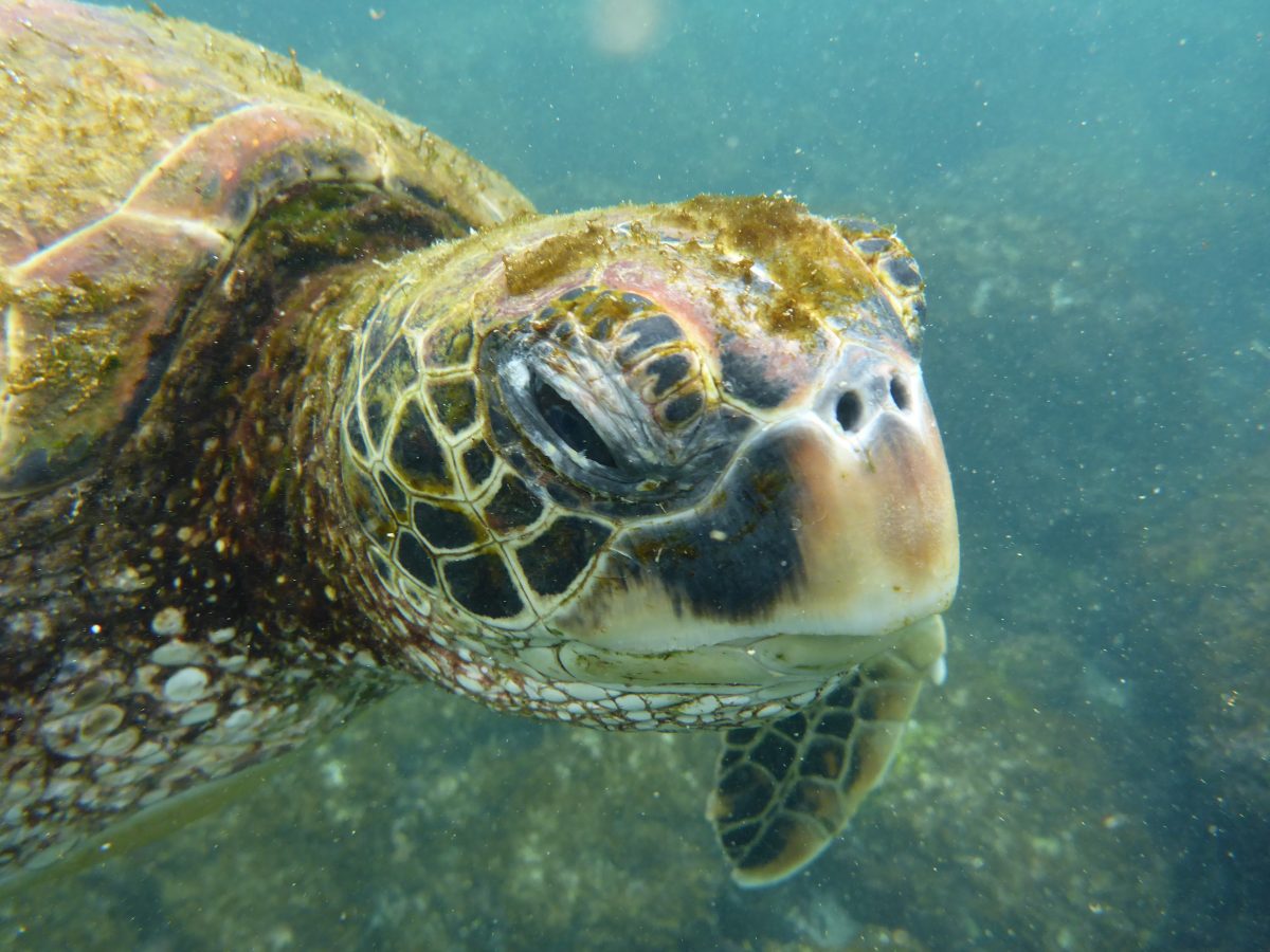 Turtle - Currents Bluewater Cruising