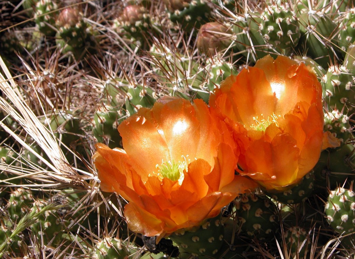 5d Caleta Horno cactus flowers - Currents Bluewater Cruising
